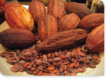 | Colombian cocoa